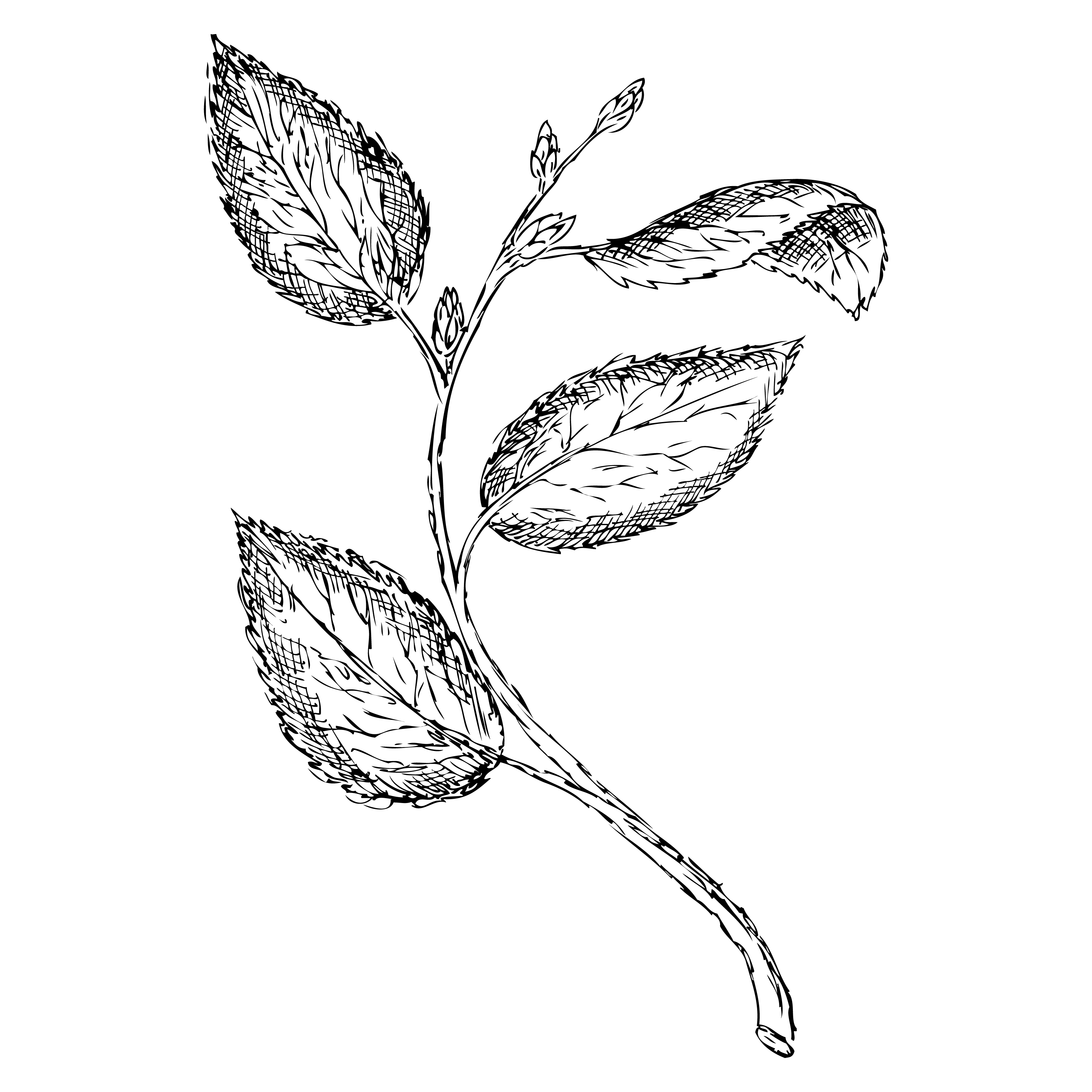 Free Download Hand-Drawn Leafy Branch Illustration