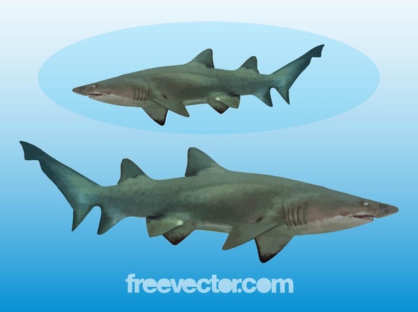 Shark Free Vector